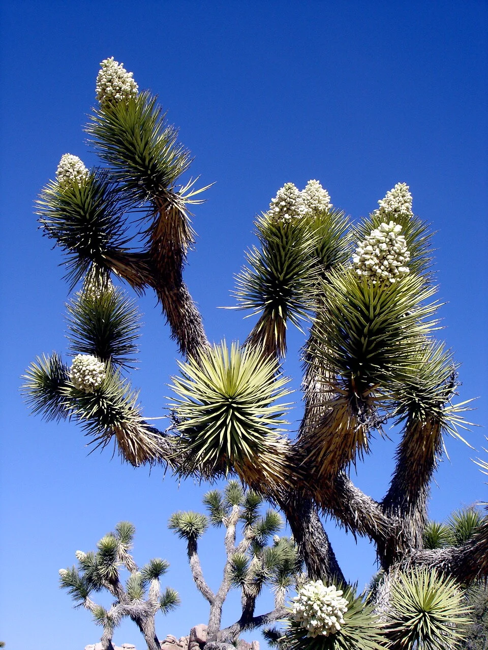 The mystical growth of the Joshua tree — Kris Cahill