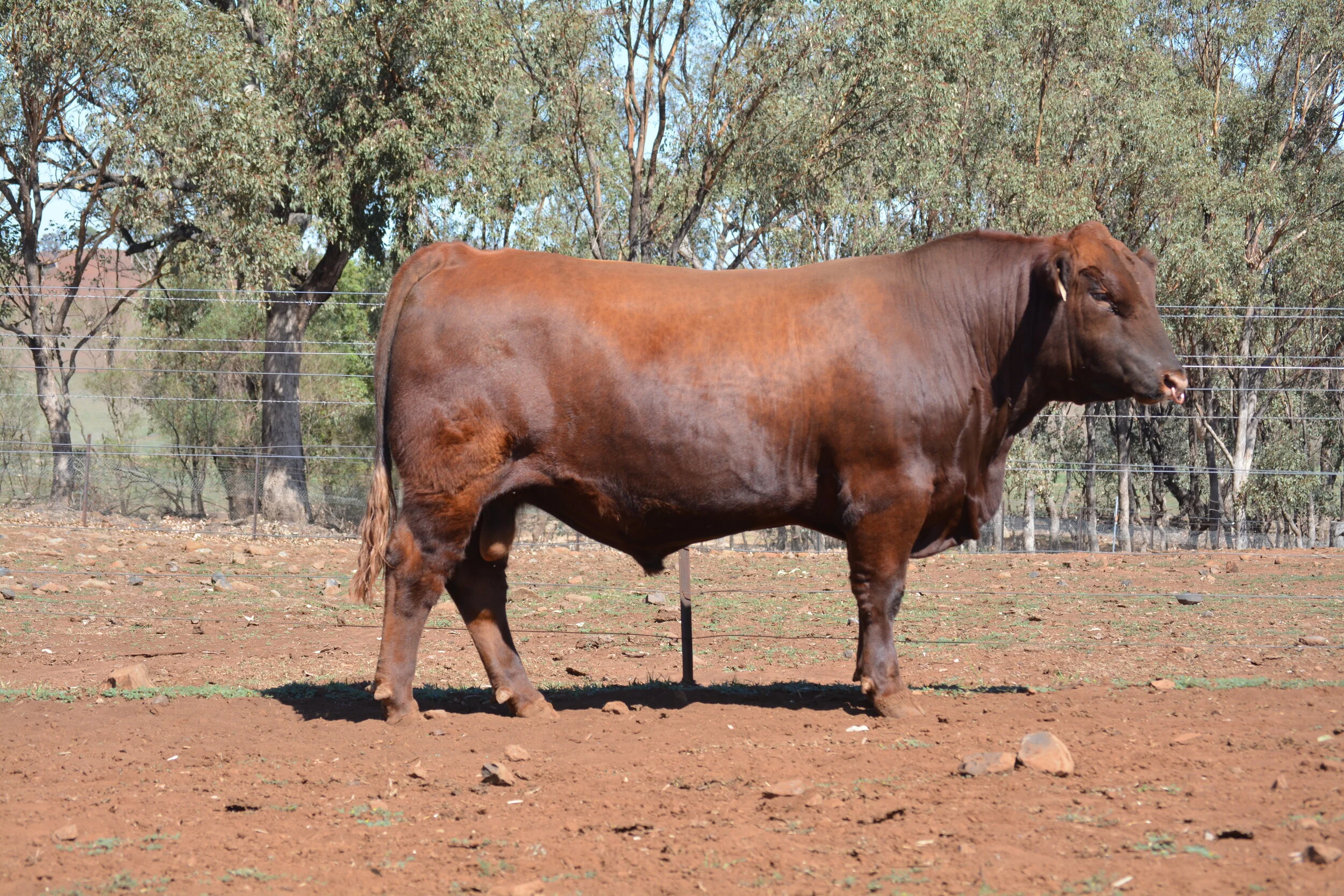 Bulls — Goondoola Livestock