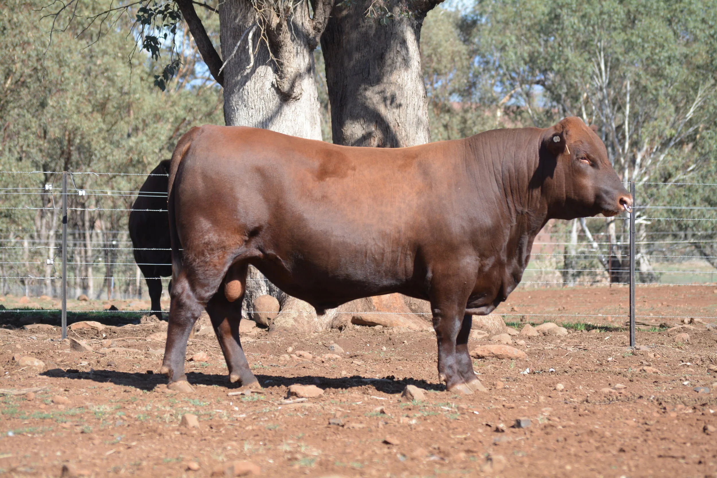Bulls — Goondoola Livestock