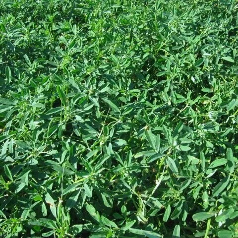 Emerald Seed Products