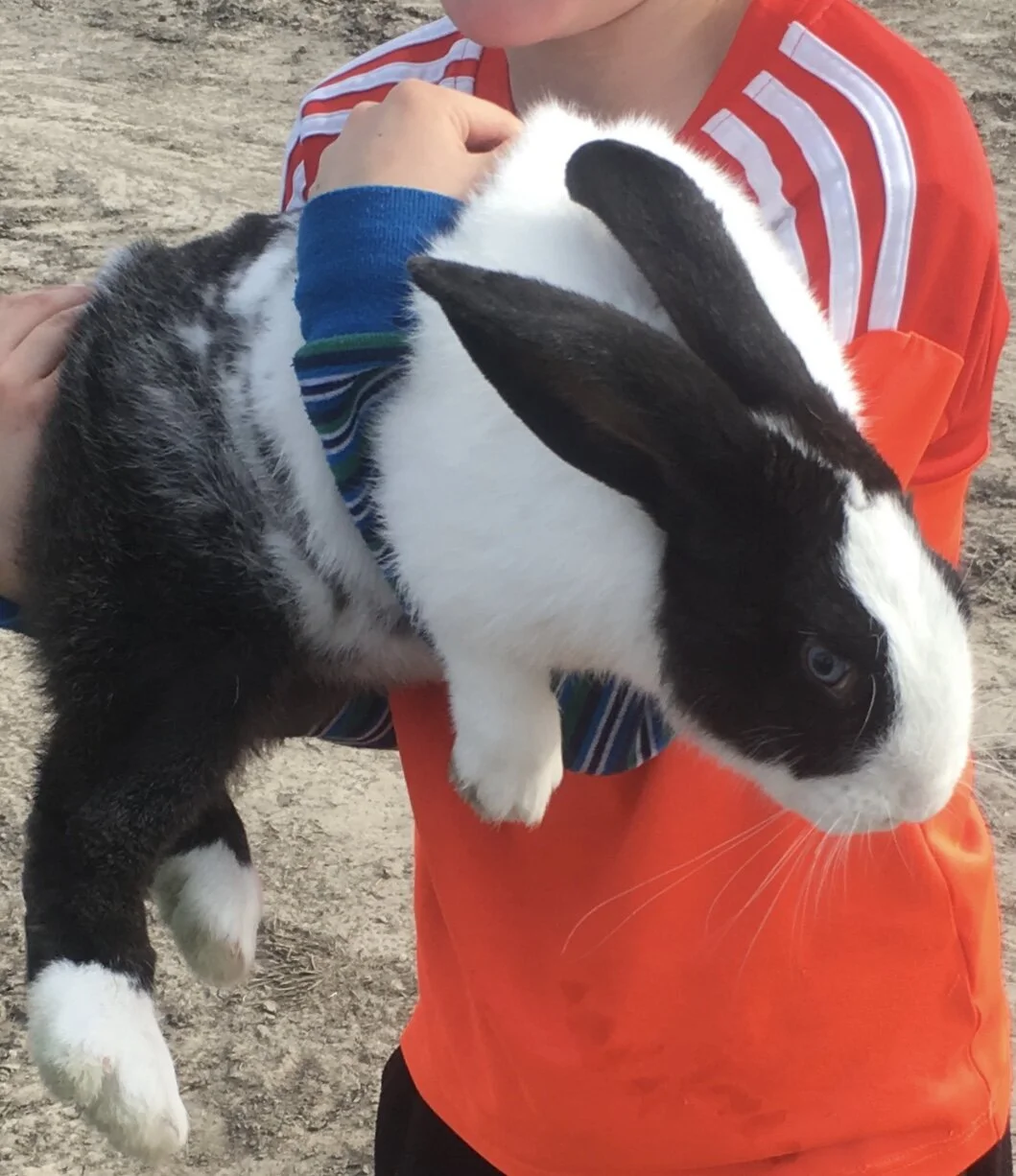 12. What's the 'Rabbit Effect'? — Live Up To You