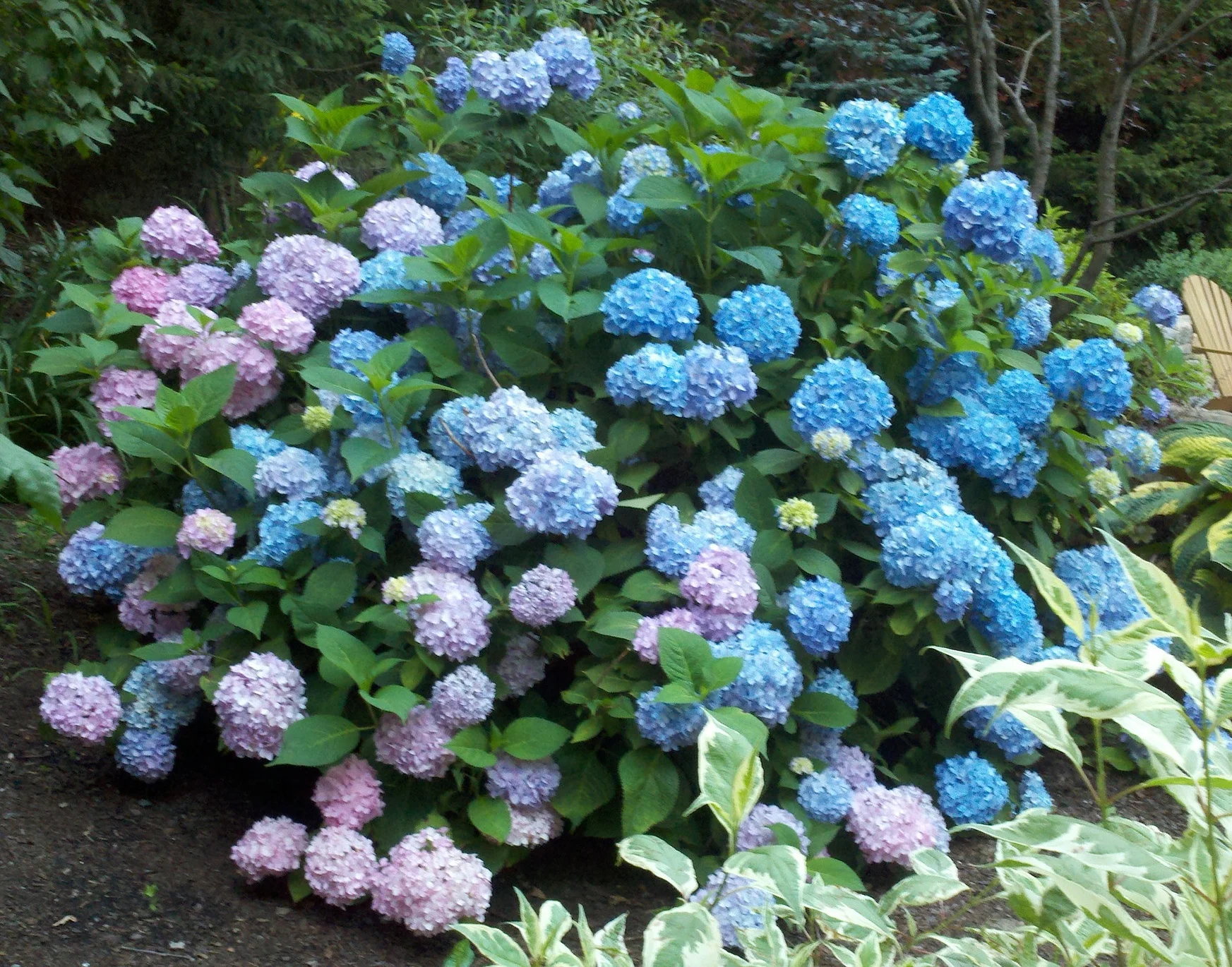 About — Heather Garden Design