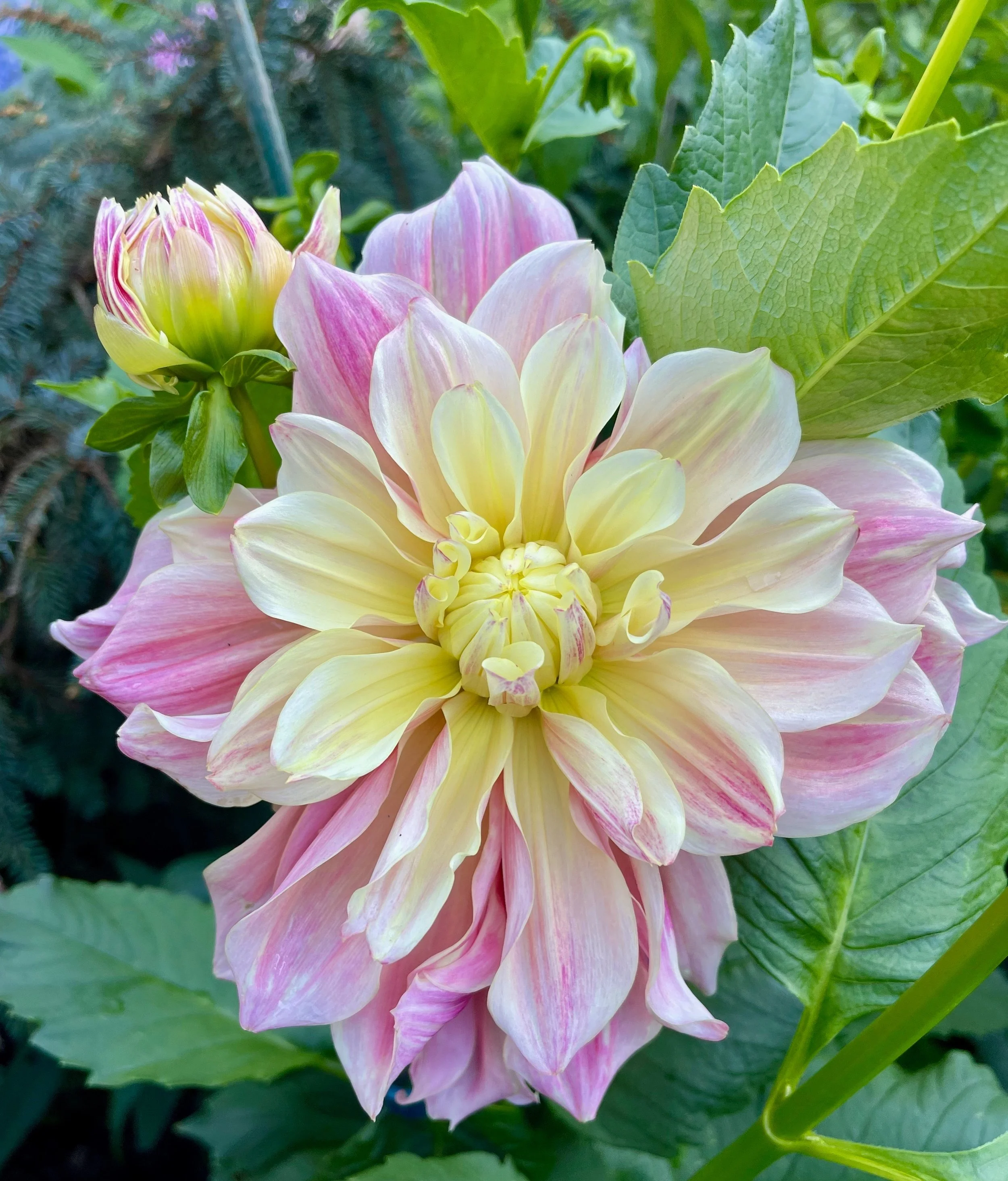 About — Heather Garden Design