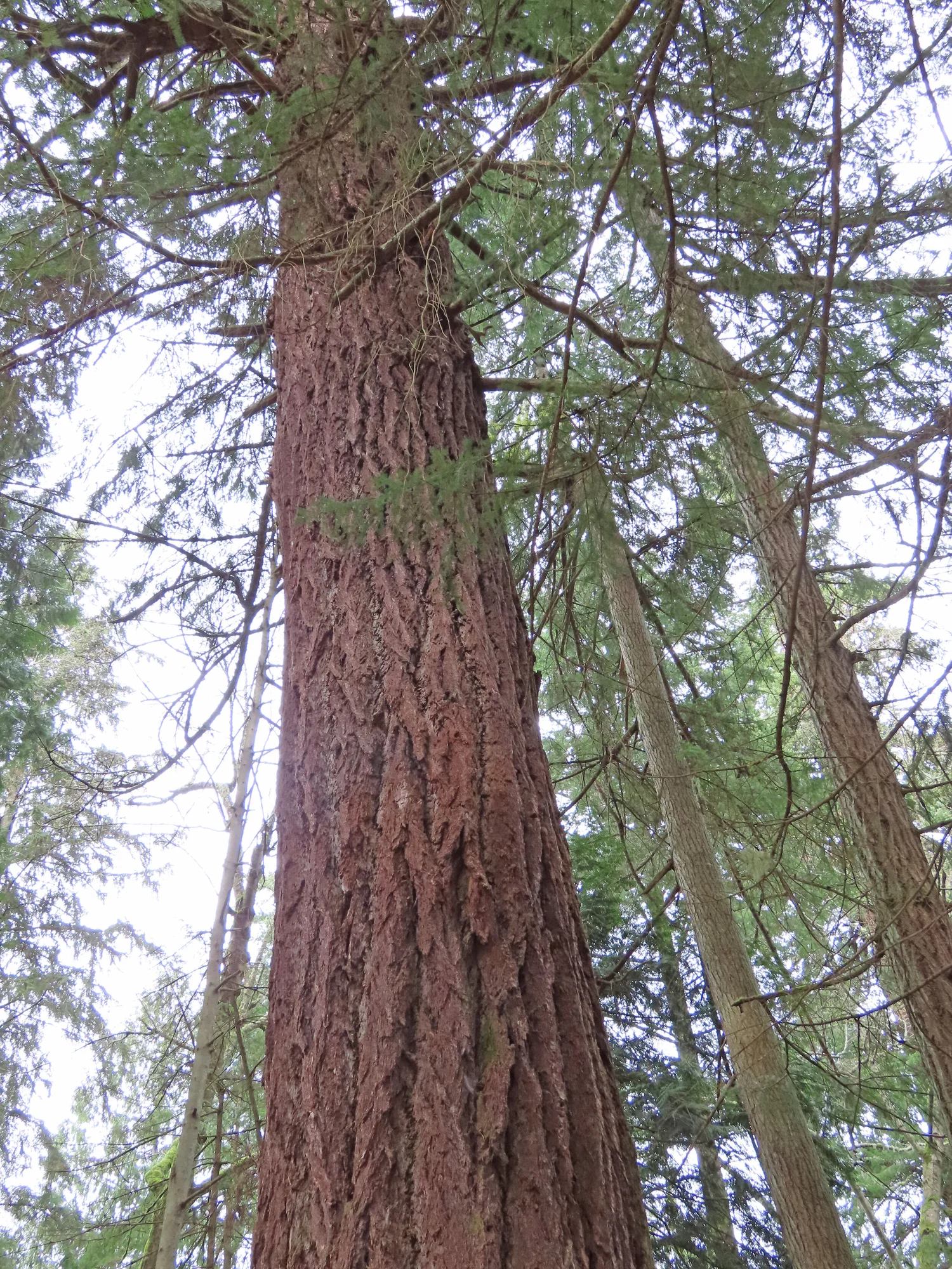 An Ancient Tree — Molly Hashimoto: Artist's Journal