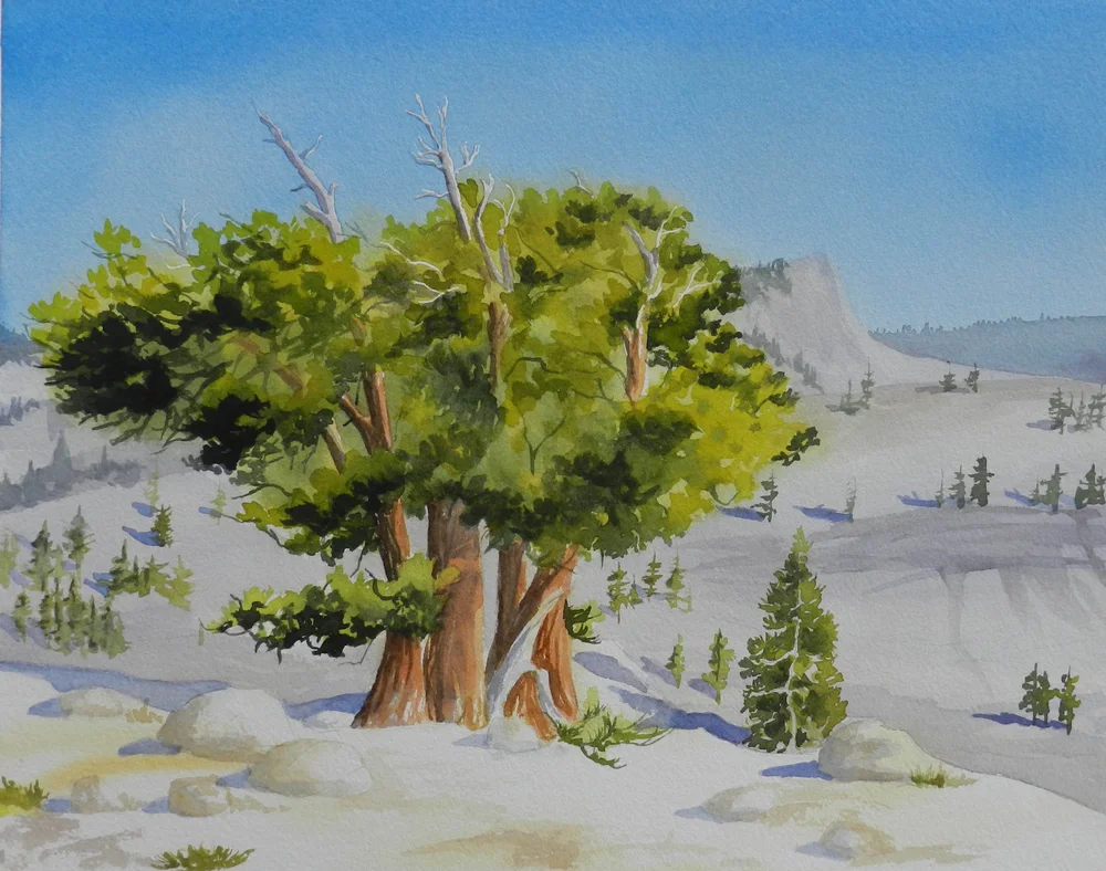 Trees Watercolor Paintings — Molly Hashimoto: Artist's Journal