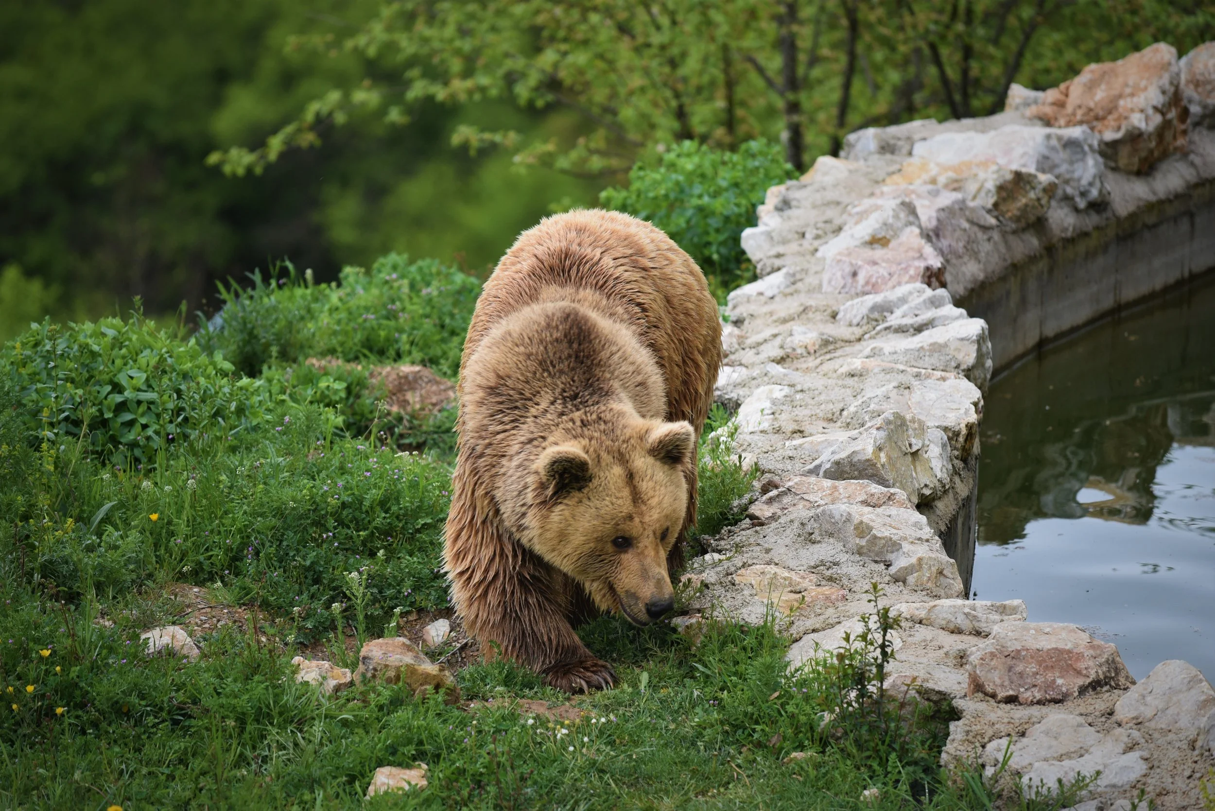 Things We Can Learn from Bears: Visiting the Bear Sanctuary in ...
