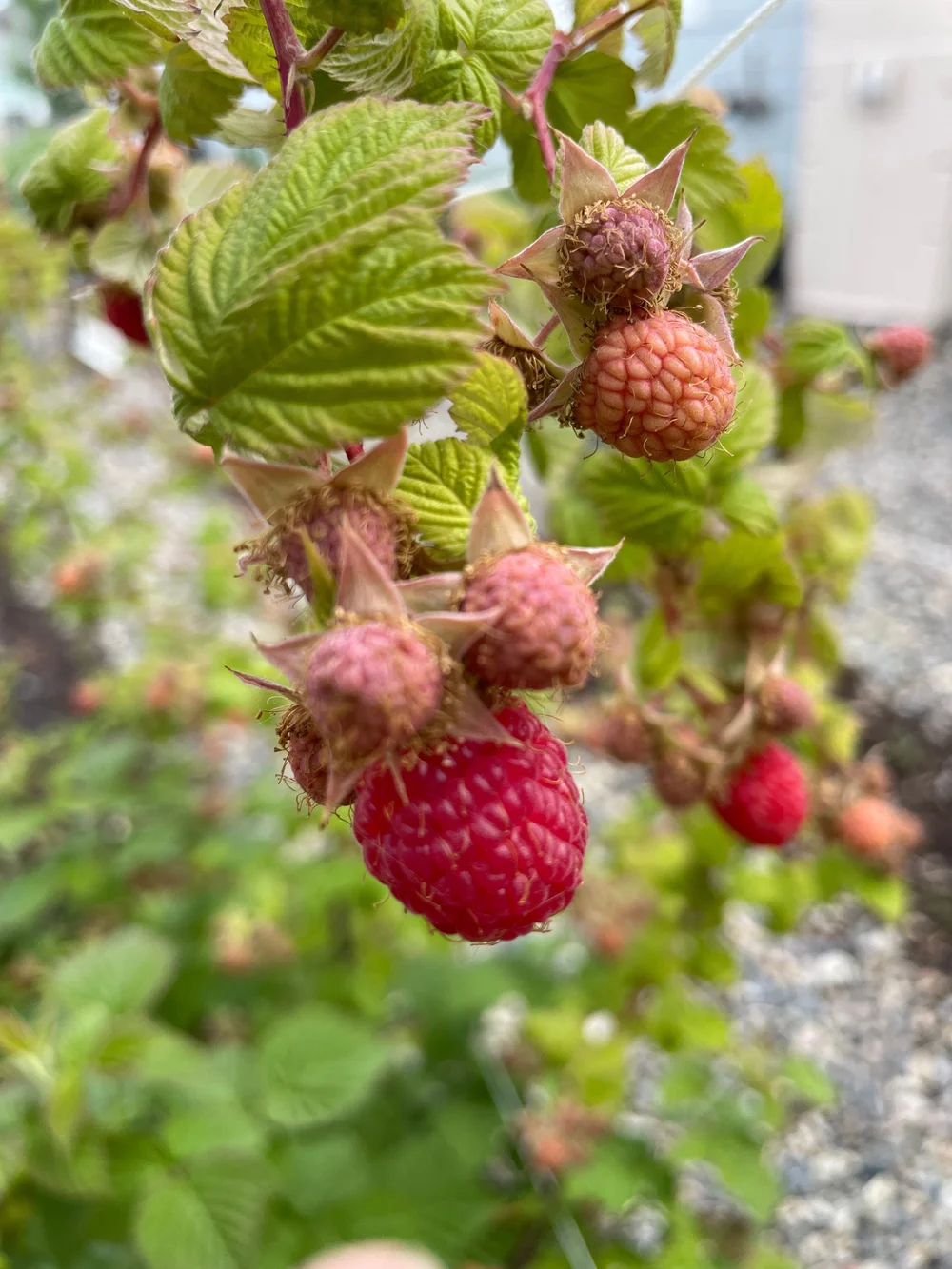 Hopkins Raspberry Festival — Outwriter Books & Travel