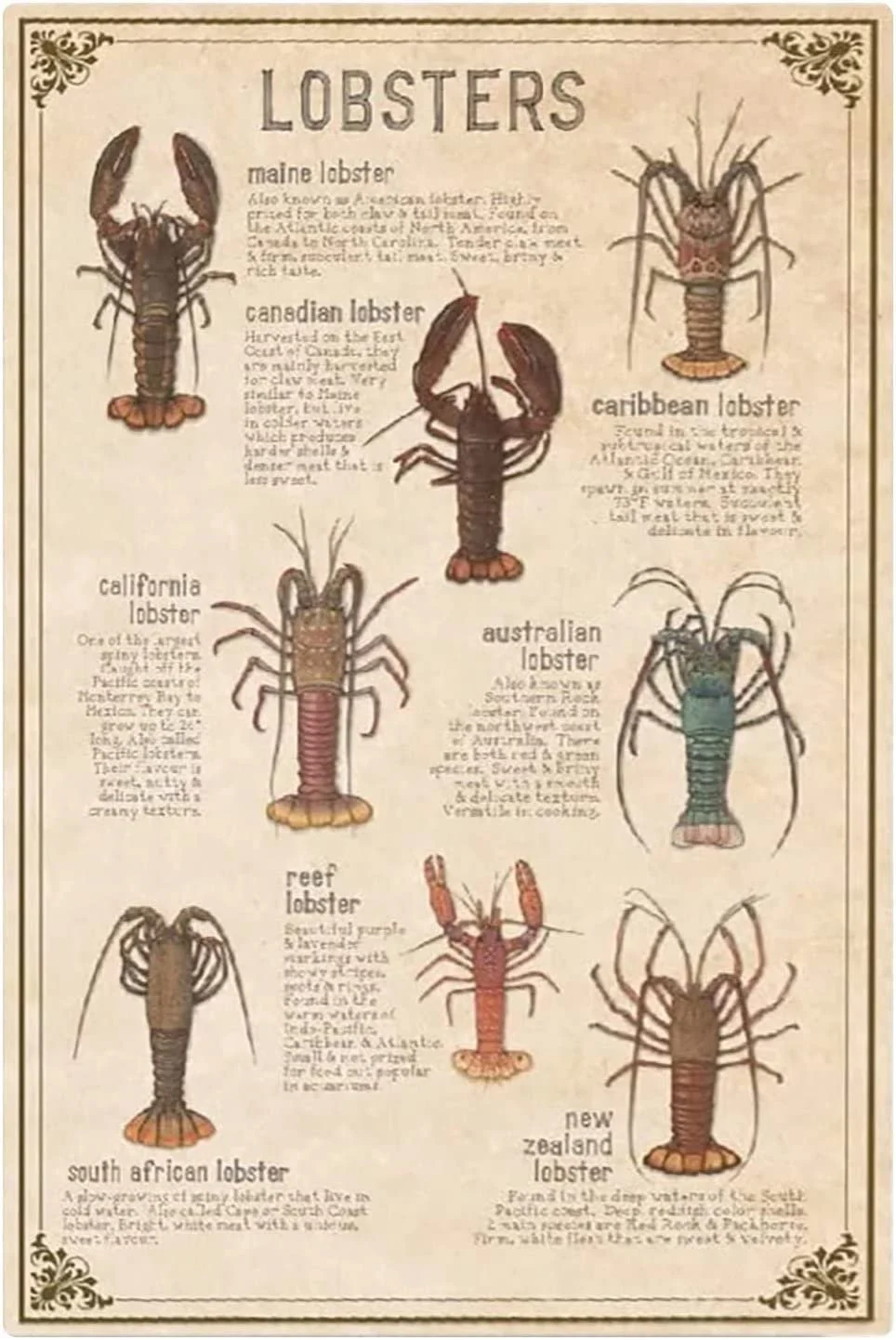 Lobster Species