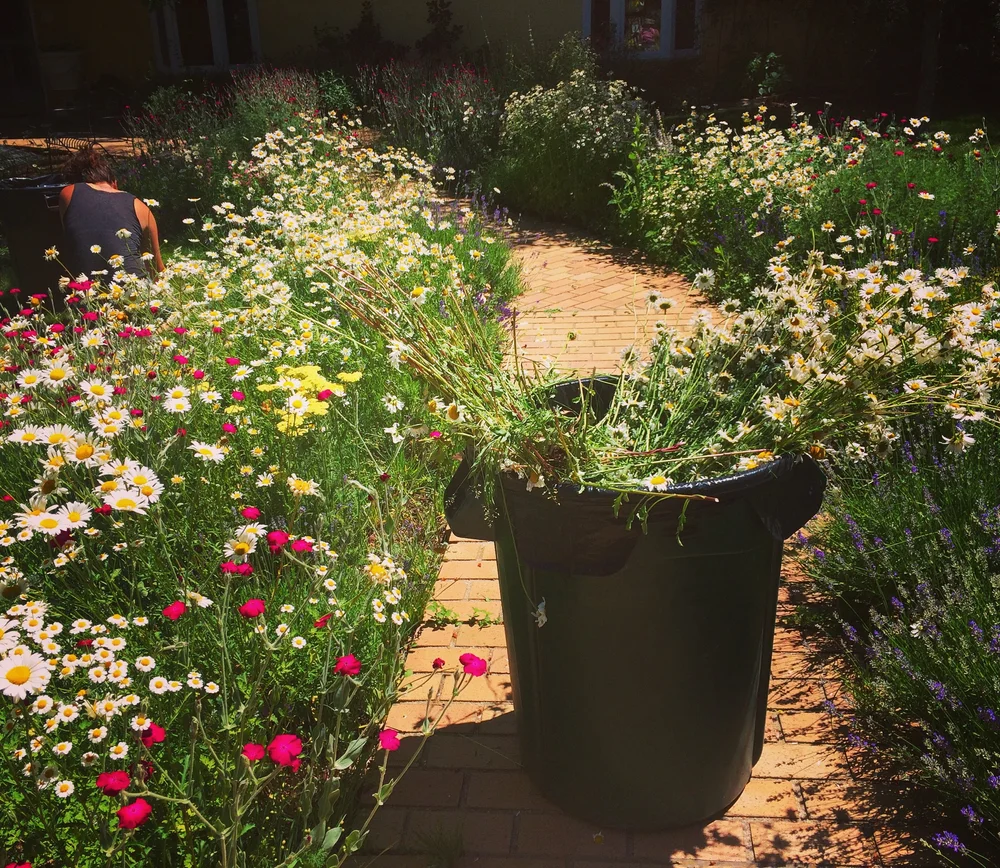 Gallery — Briar Burr Gardens