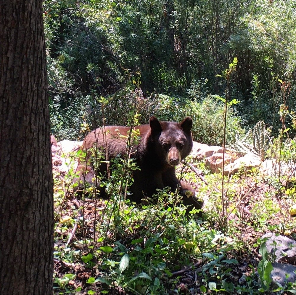 Gallery — Briar Burr Gardens