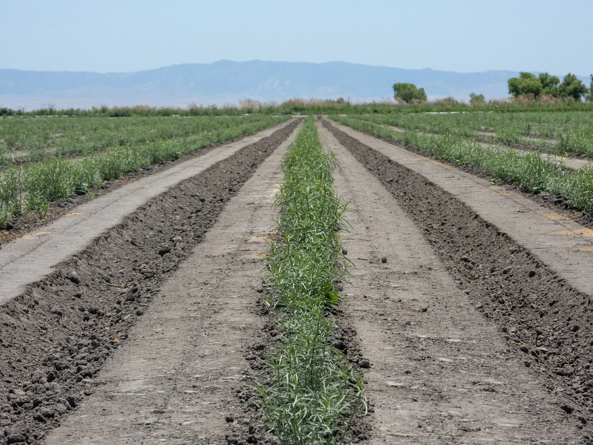 Stewardship — Bowles Farming Co.