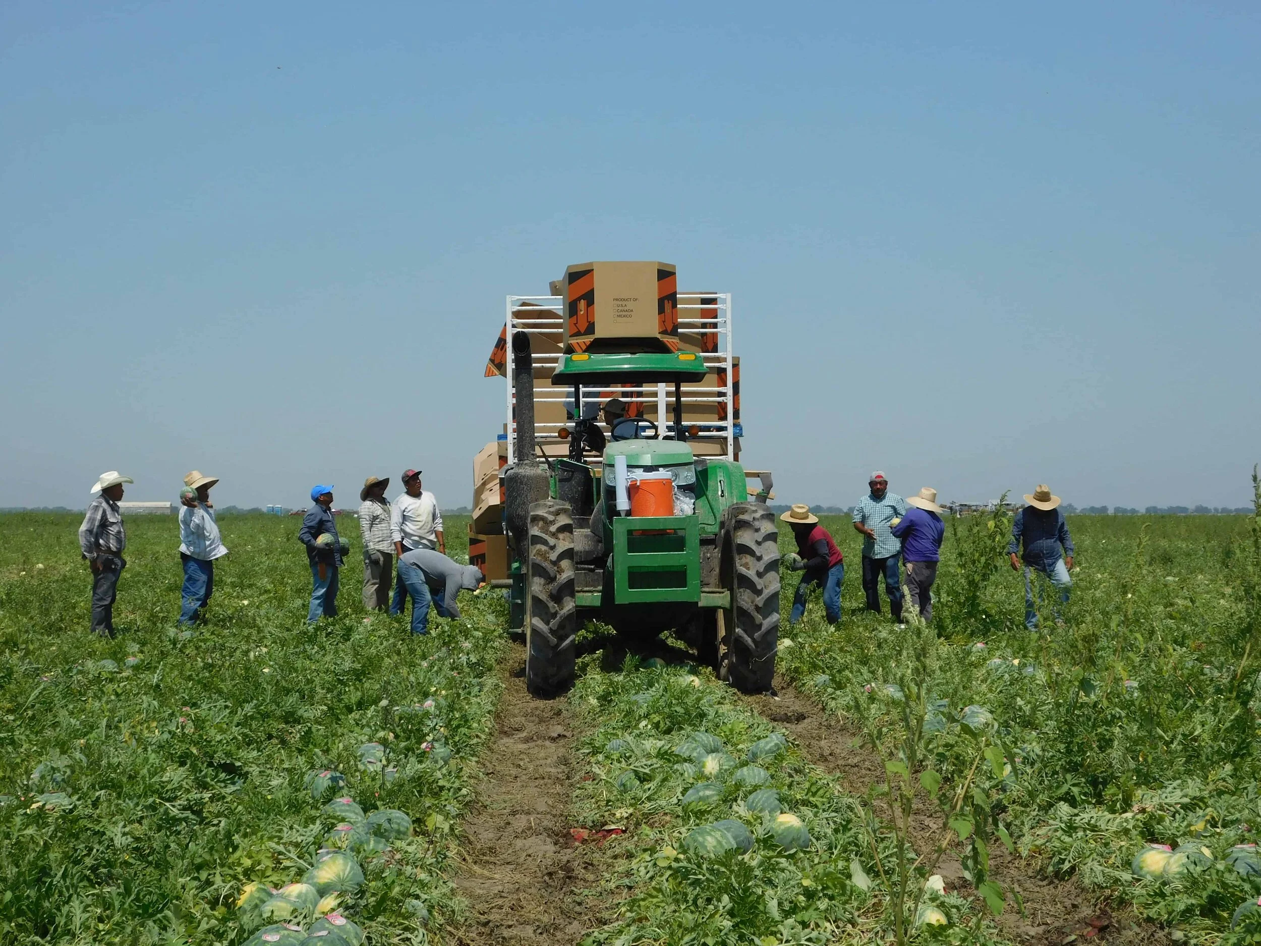 Watermelon Harvest