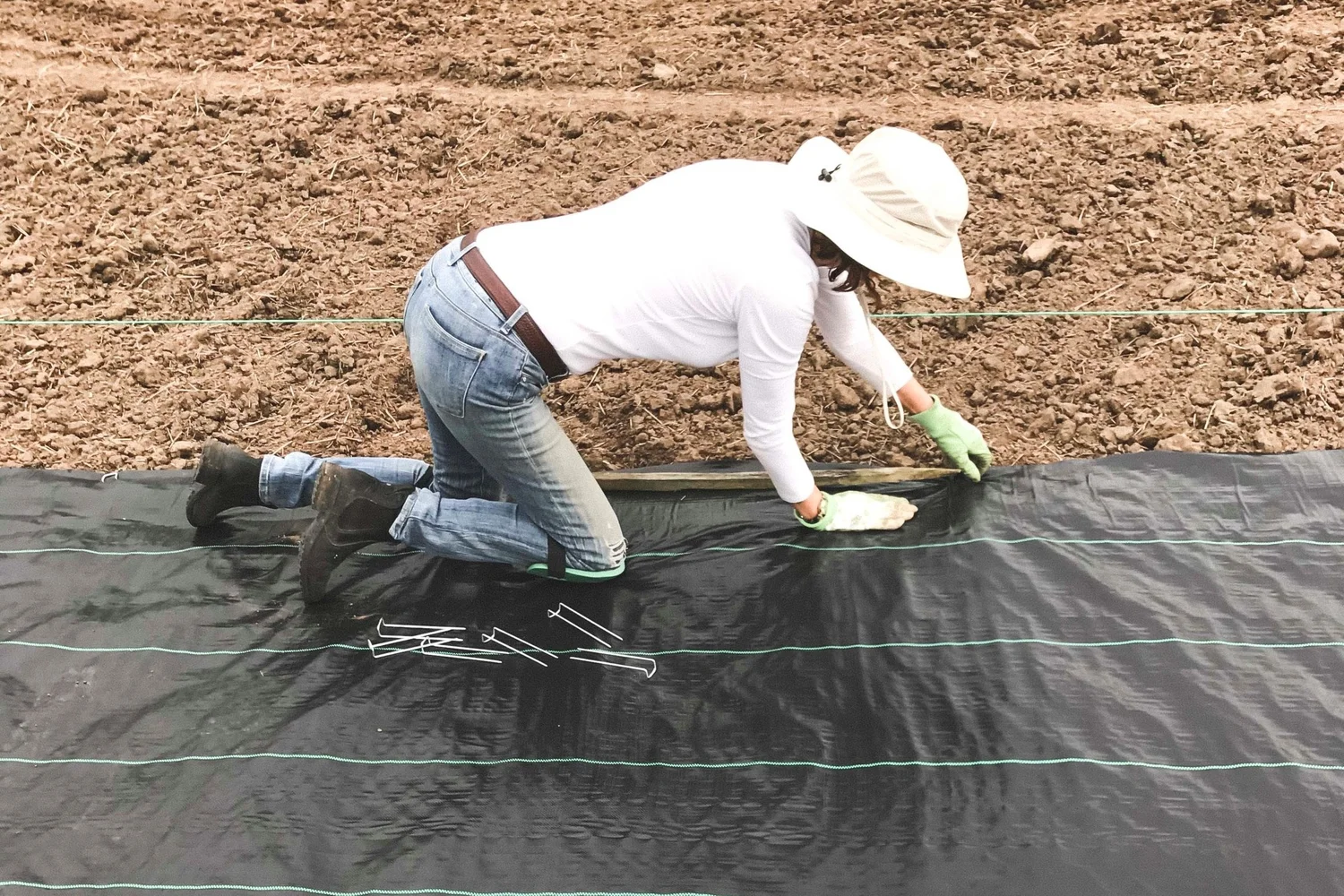 STONEWELL FARM | Our Lavender — Stonewell Farm