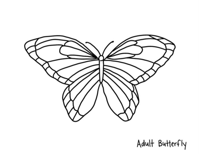 Butterfly Life Cycle Black And White Clip Art