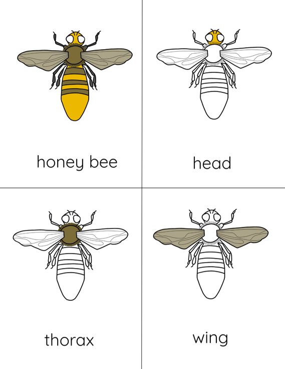 Land, Air and Water Vertebrate Sorting Cards — Missy Montessori
