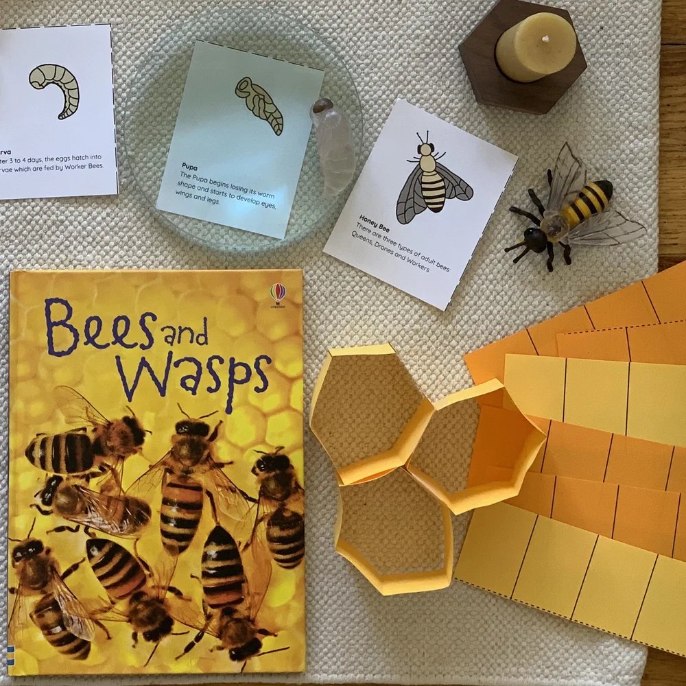 Honey Bees Life Cycle