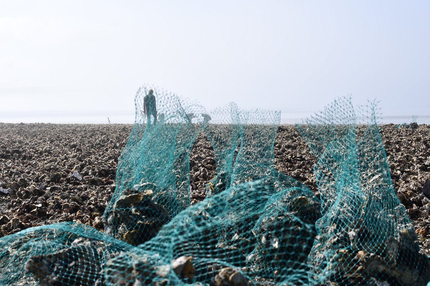 Washington State Shellfish Trail