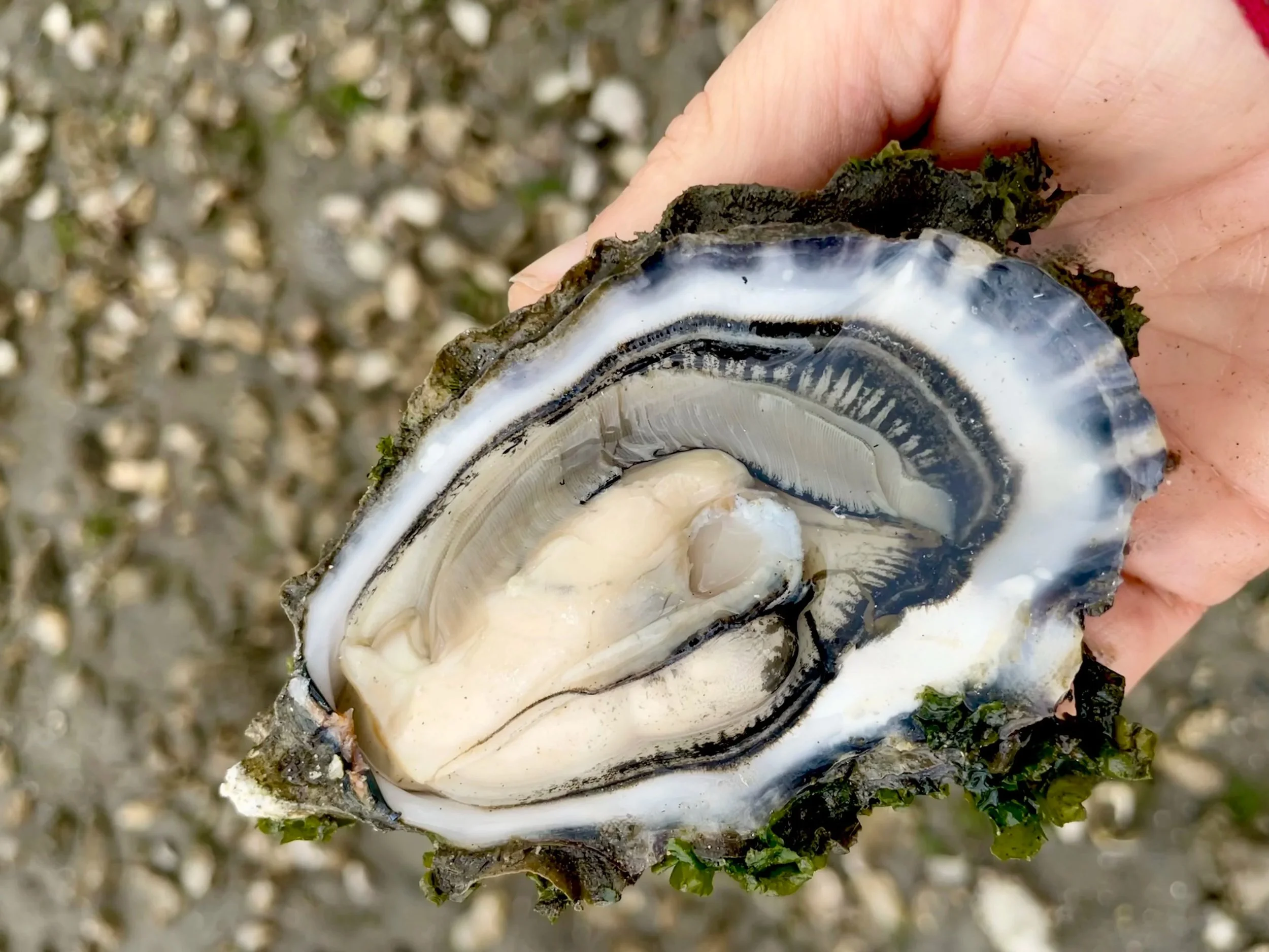 Best Oyster and Clam Beaches in Washington — Washington State Shellfish ...