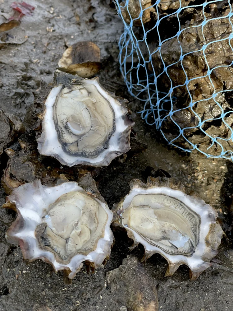 Washington State Shellfish Trail