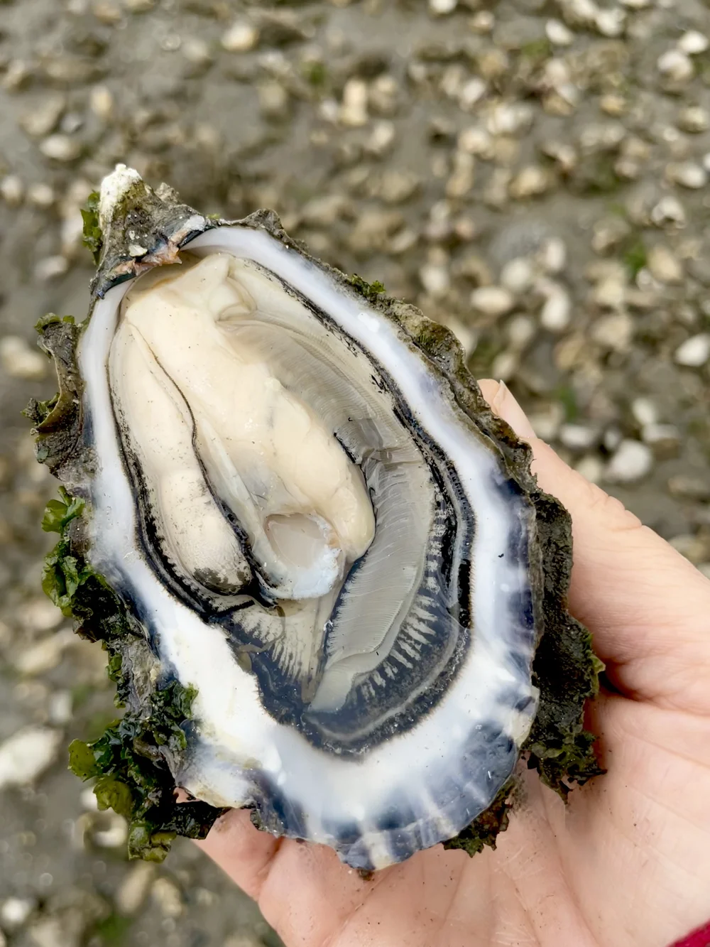 Best Oyster and Clam Beaches in Washington — Washington State Shellfish ...