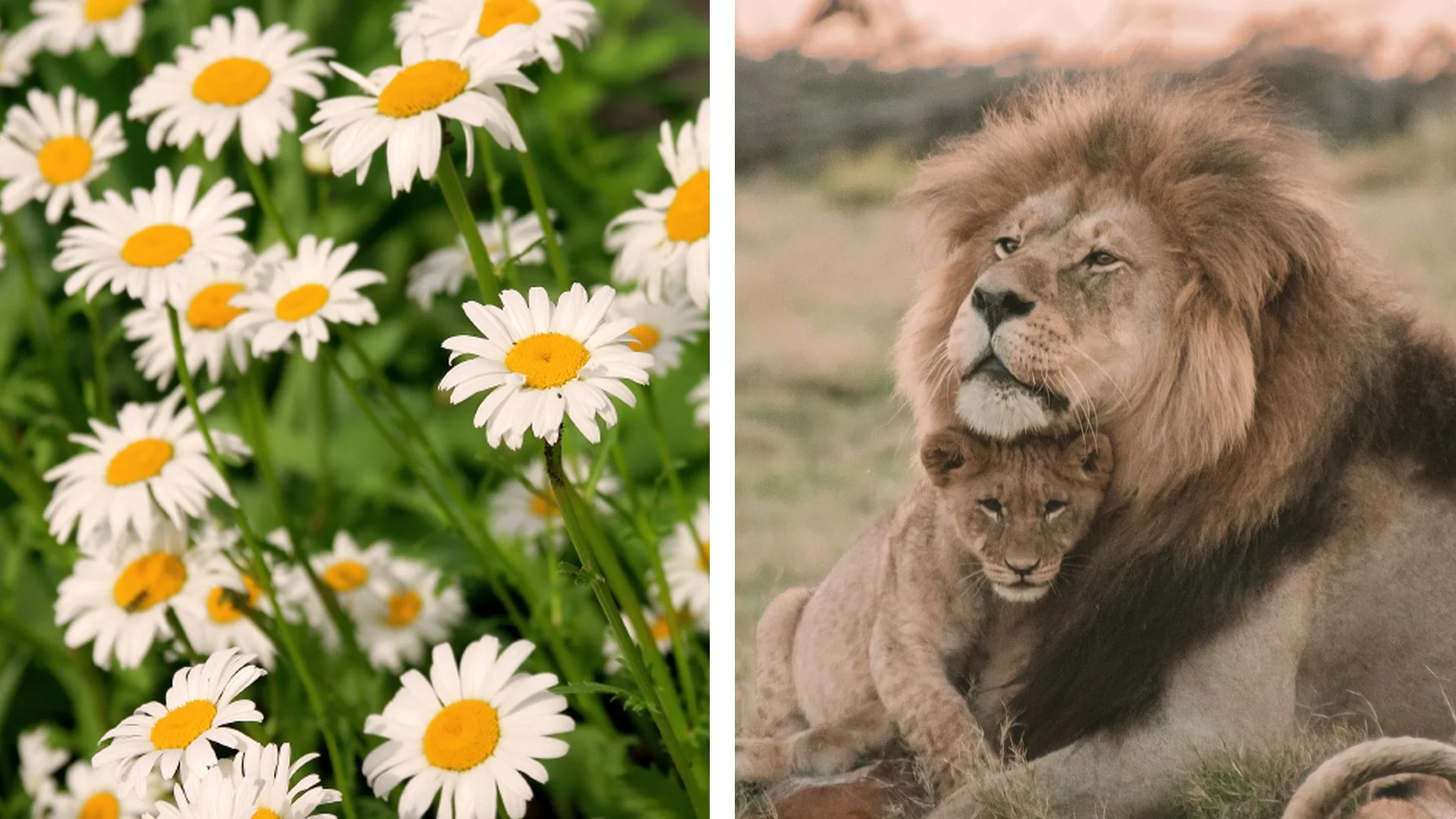 Signs of Life: Growth and Reproduction — Dave DeSelm Ministries