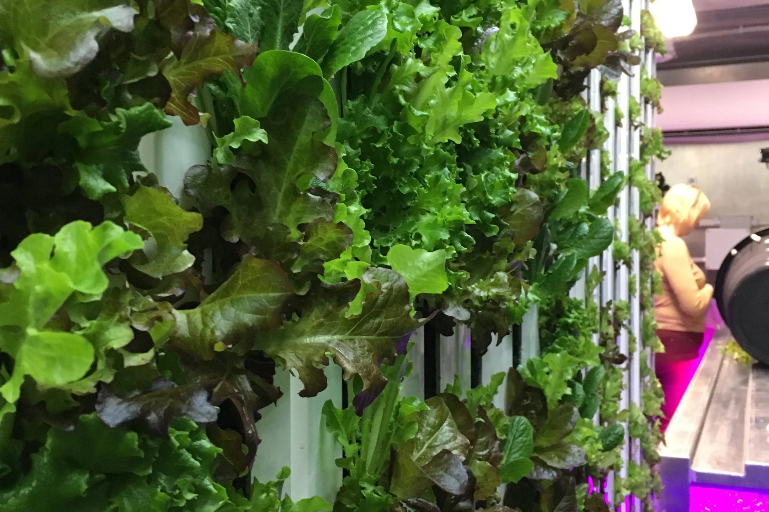 Green Food Solutions