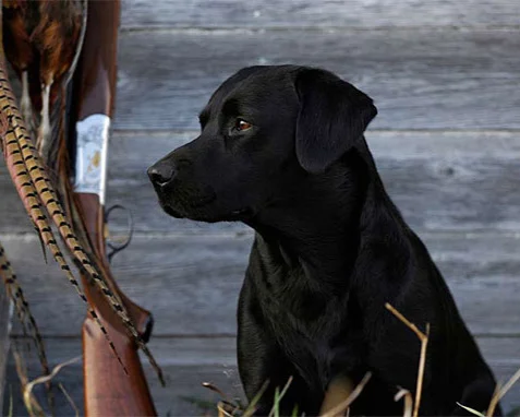 Training Services — Wildrose Kennels