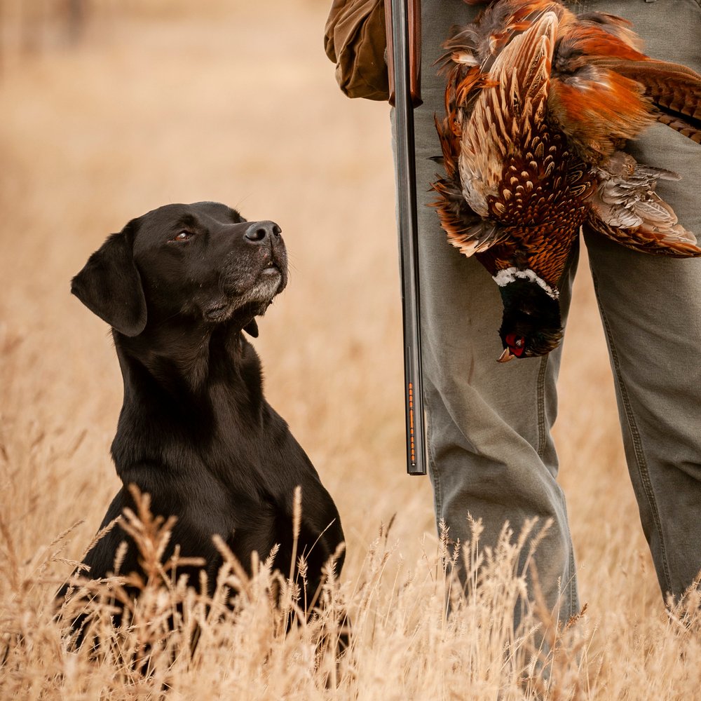 Heritage Sires/Dams — Wildrose Kennels