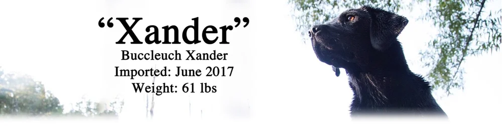Xander — Wildrose Kennels
