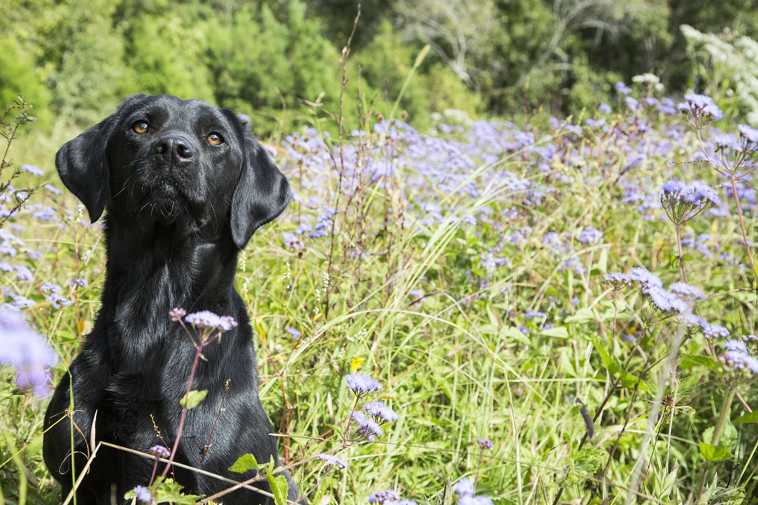 Xander — Wildrose Kennels