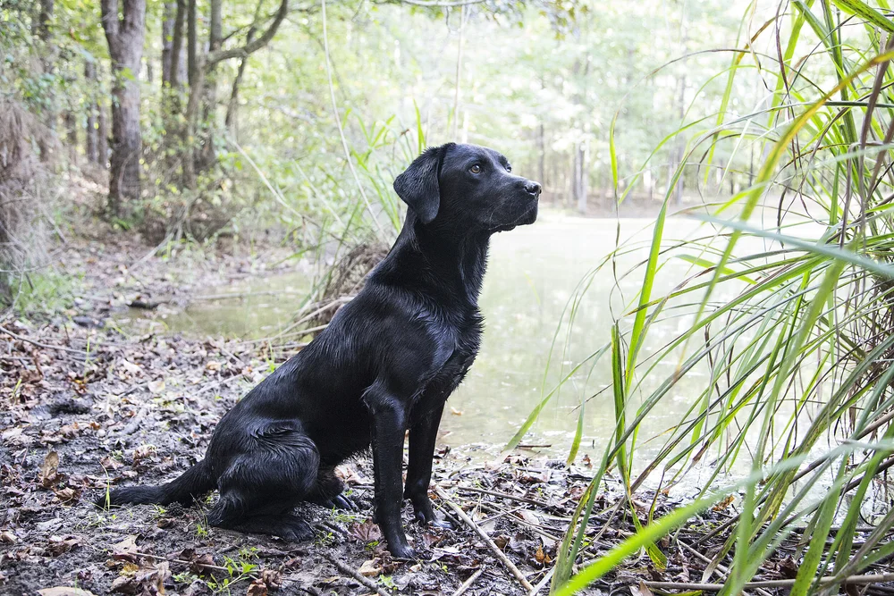 Xander — Wildrose Kennels