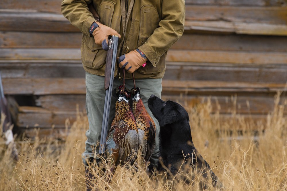 Xander — Wildrose Kennels