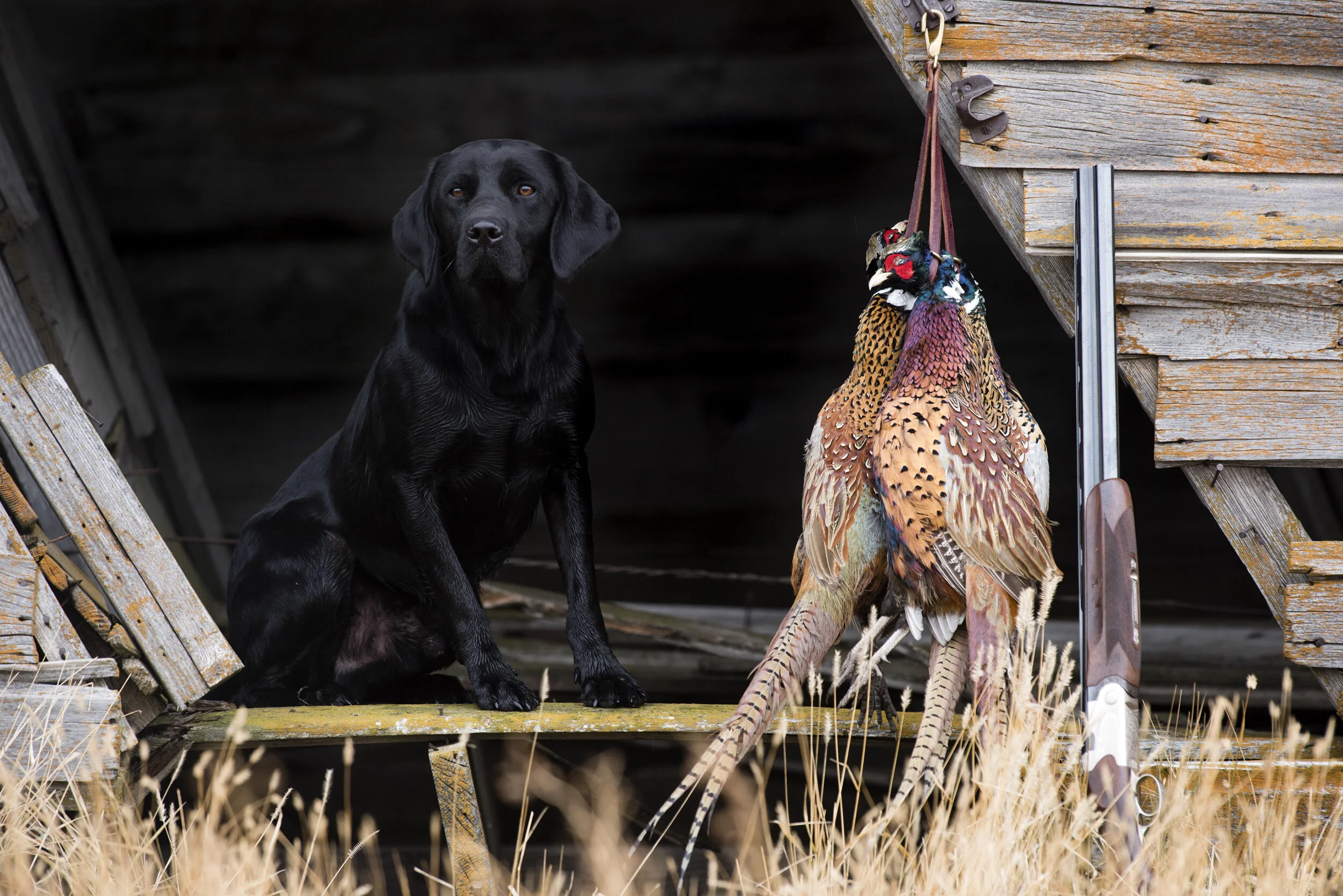 Xander — Wildrose Kennels