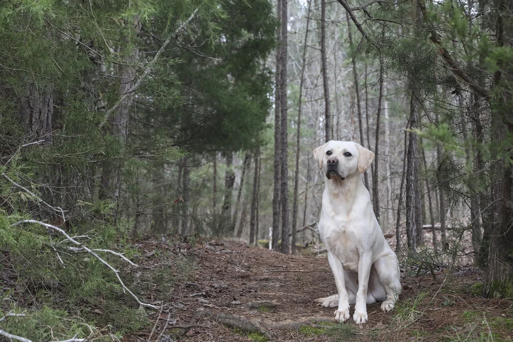 Danny — Wildrose Kennels
