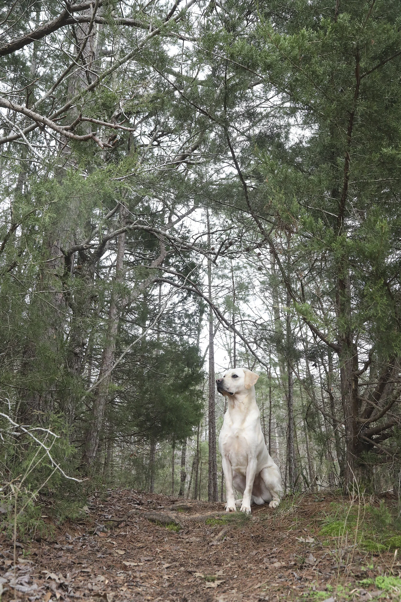 Danny — Wildrose Kennels