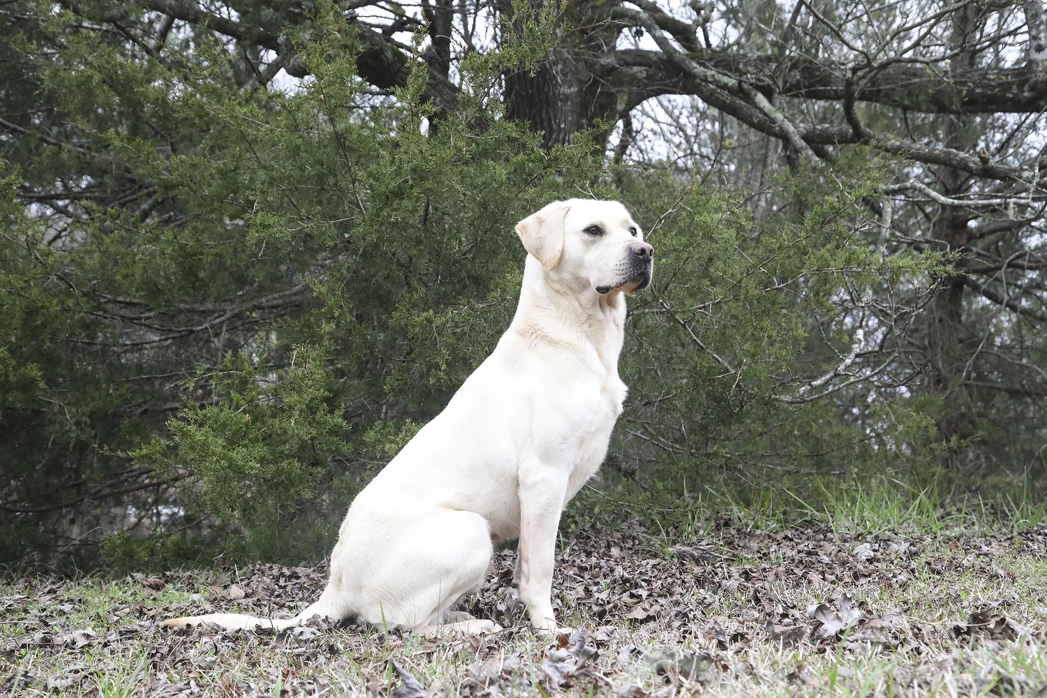 Danny — Wildrose Kennels