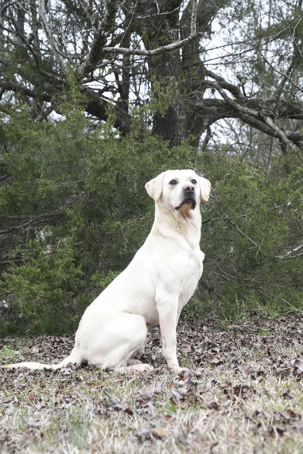 Danny — Wildrose Kennels