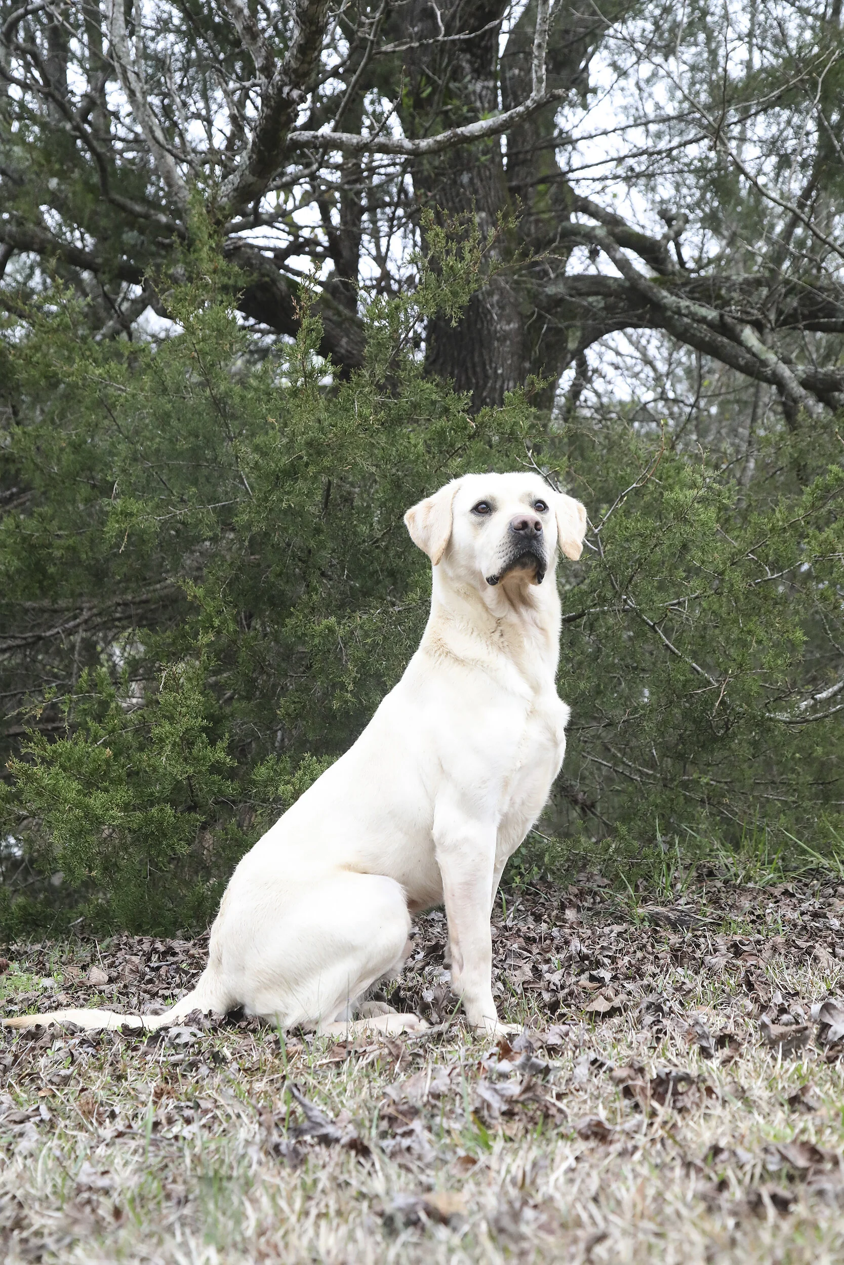Danny — Wildrose Kennels