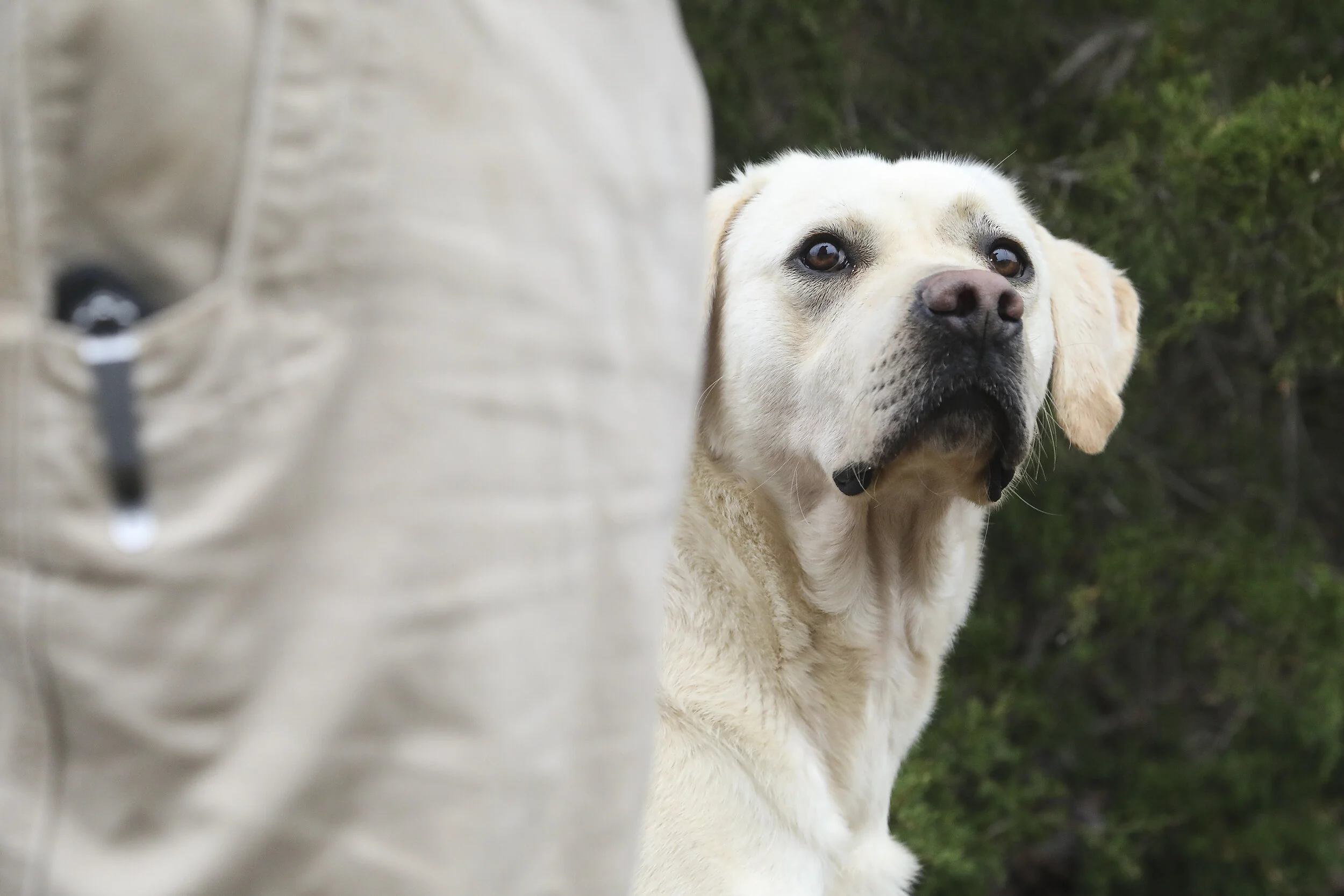 Danny — Wildrose Kennels