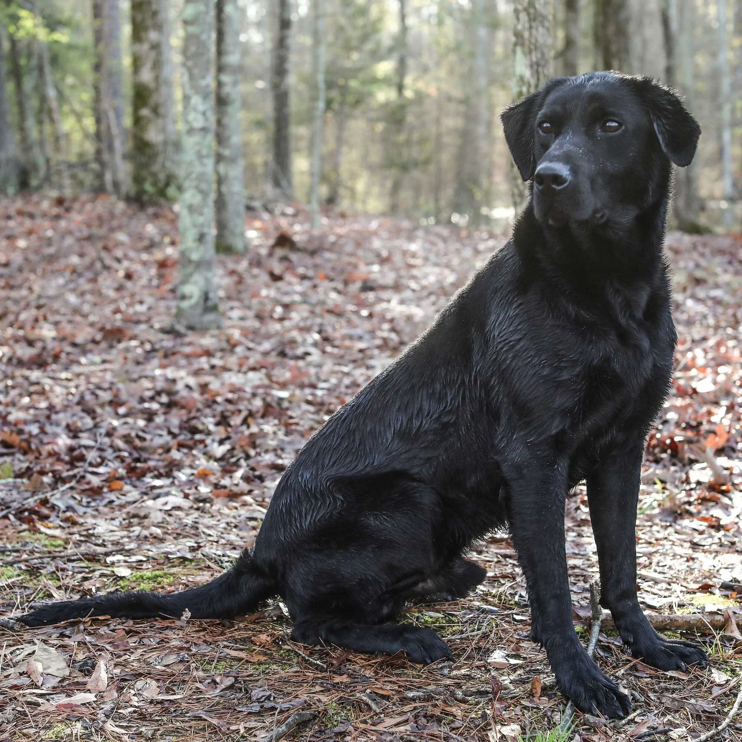 Sires — Wildrose Kennels