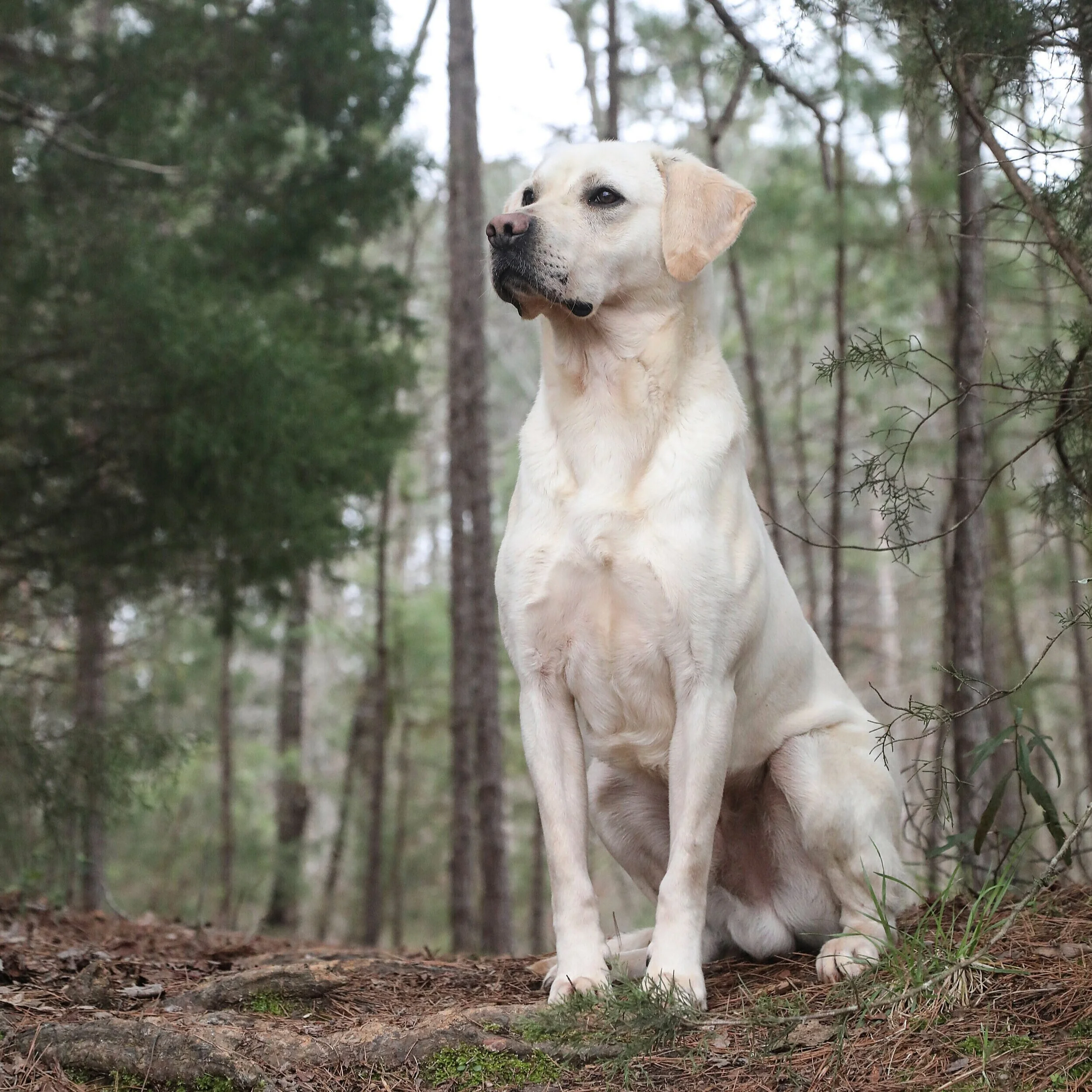 Sires — Wildrose Kennels