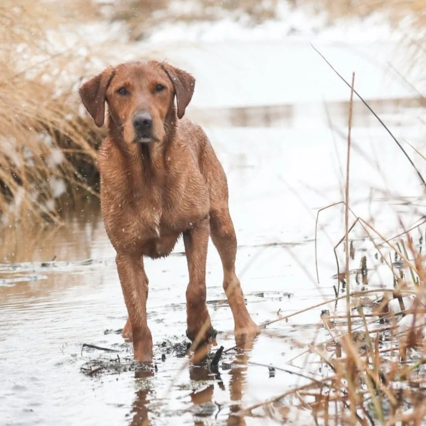 Sires — Wildrose Kennels