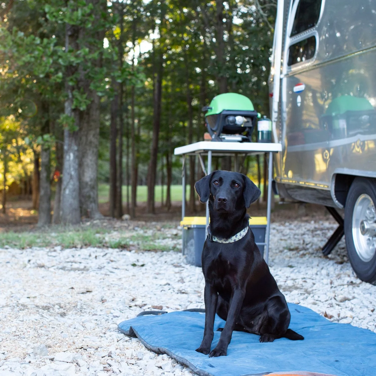 Destinations & Events — Wildrose Kennels