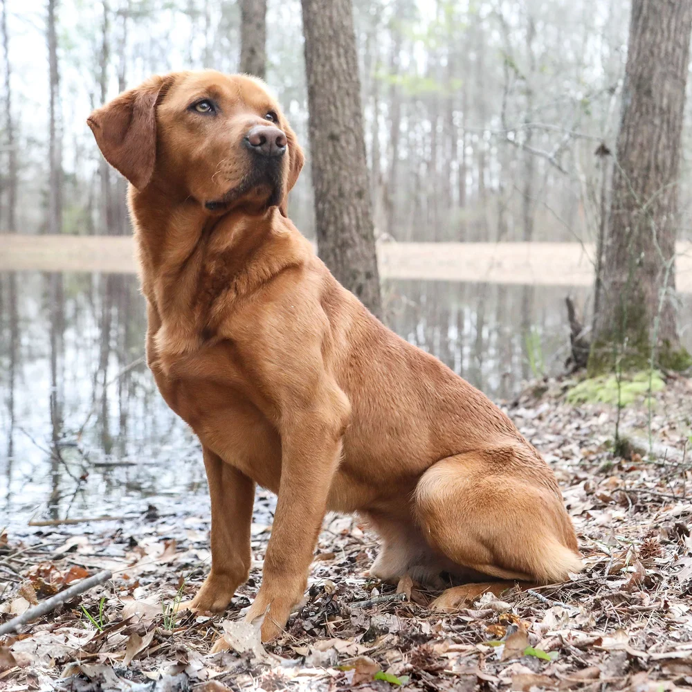 Sires — Wildrose Kennels