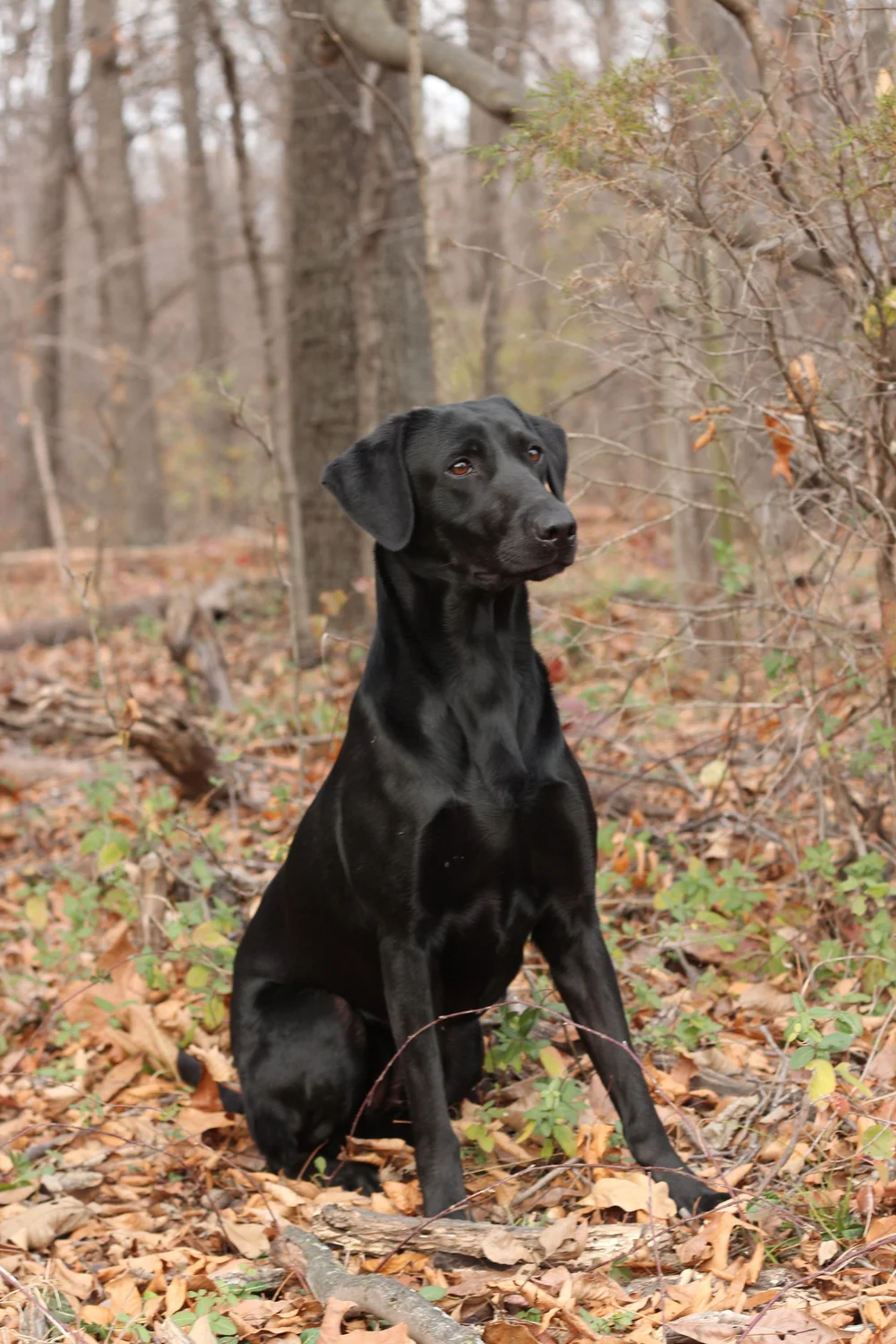 Dams — Wildrose Kennels