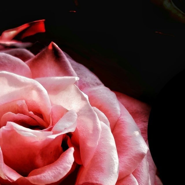 Rose Healing Ceremony — Tula Yoga & Wellness