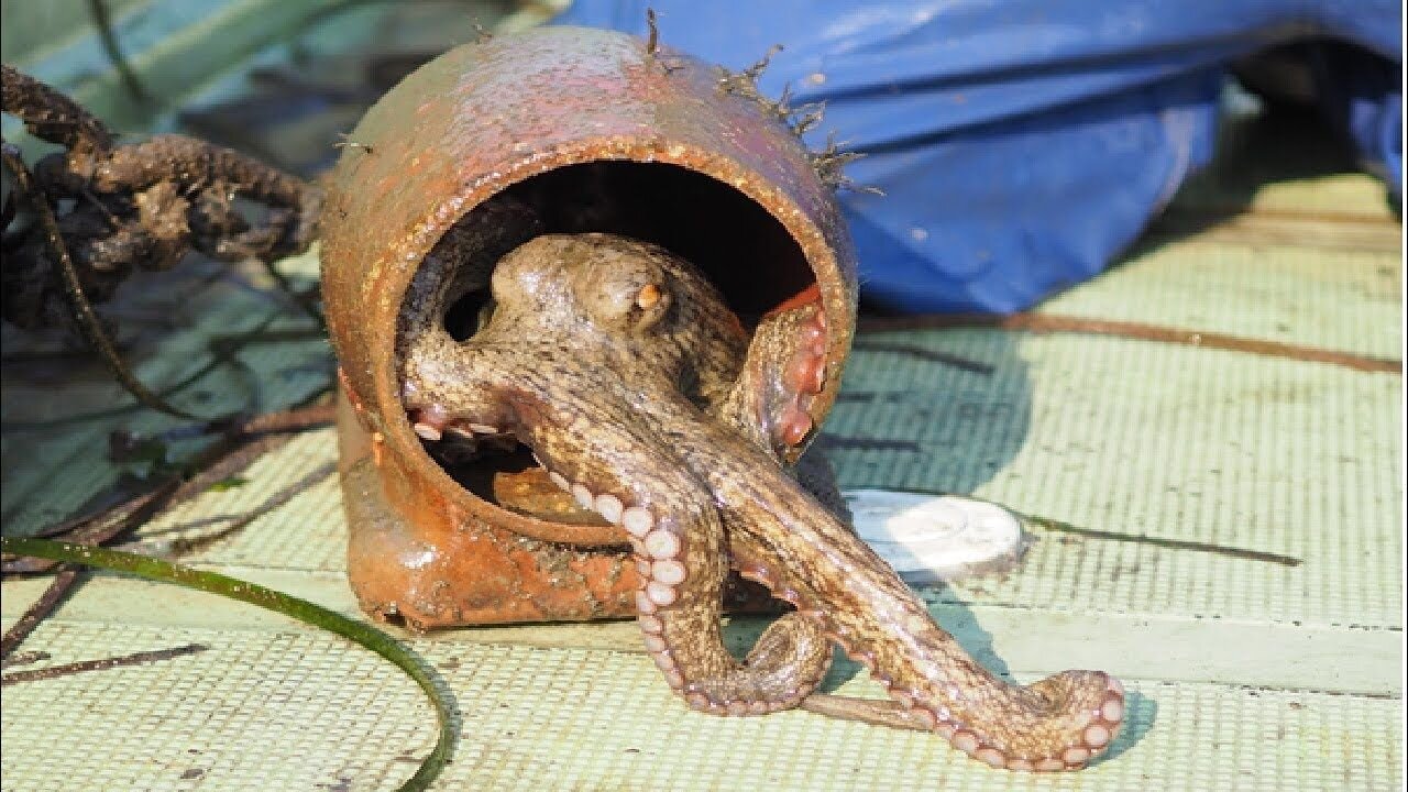 Breaking Out of the Octopus Trap of Modernity — Genealogies of Modernity