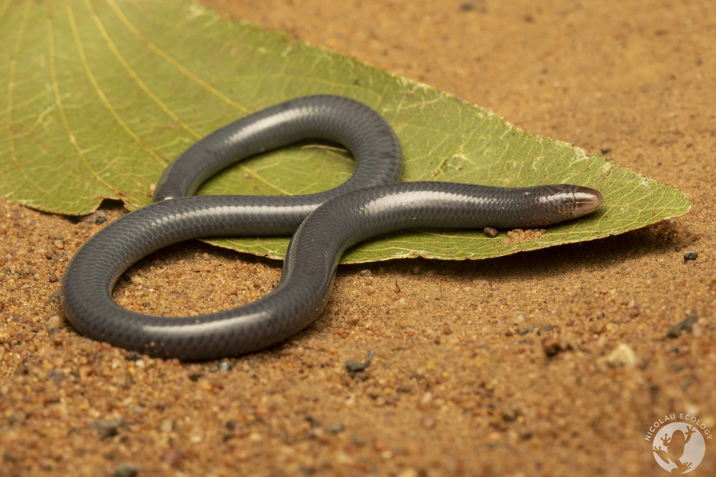 Phylogenetics and Diversification of Acontinae — NICOLAU ECOLOGY