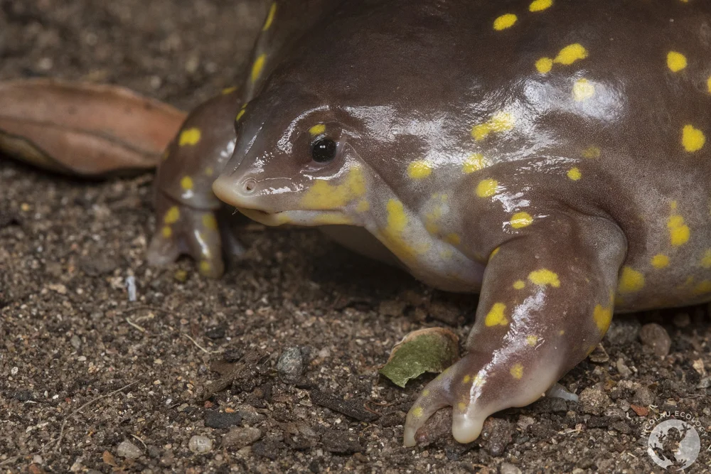 Hemisus guttatus - Spotted Shovel-snouted Frog — NICOLAU ECOLOGY
