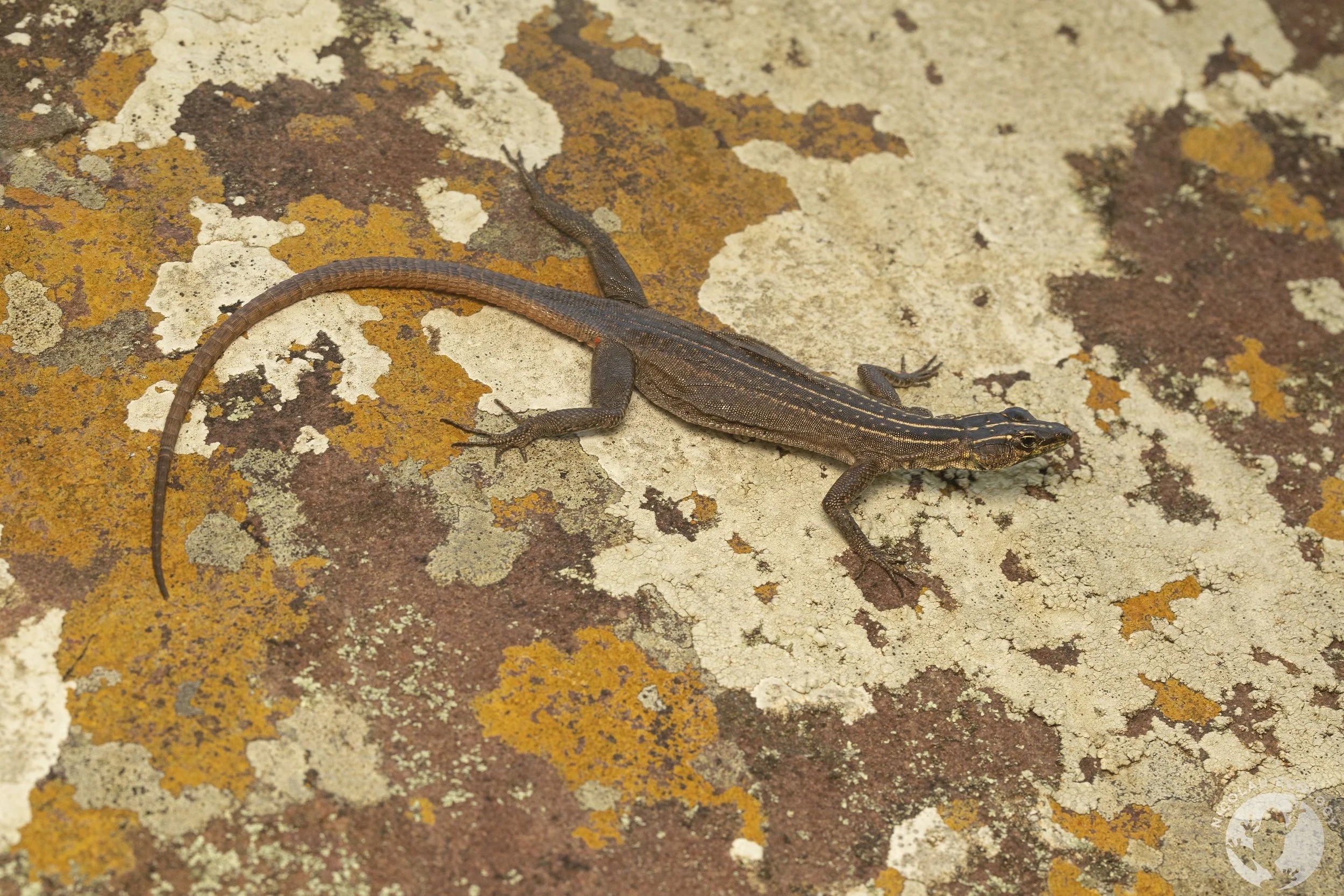 Platysaurus relictus - Soutpansberg Flat Lizard — NICOLAU ECOLOGY